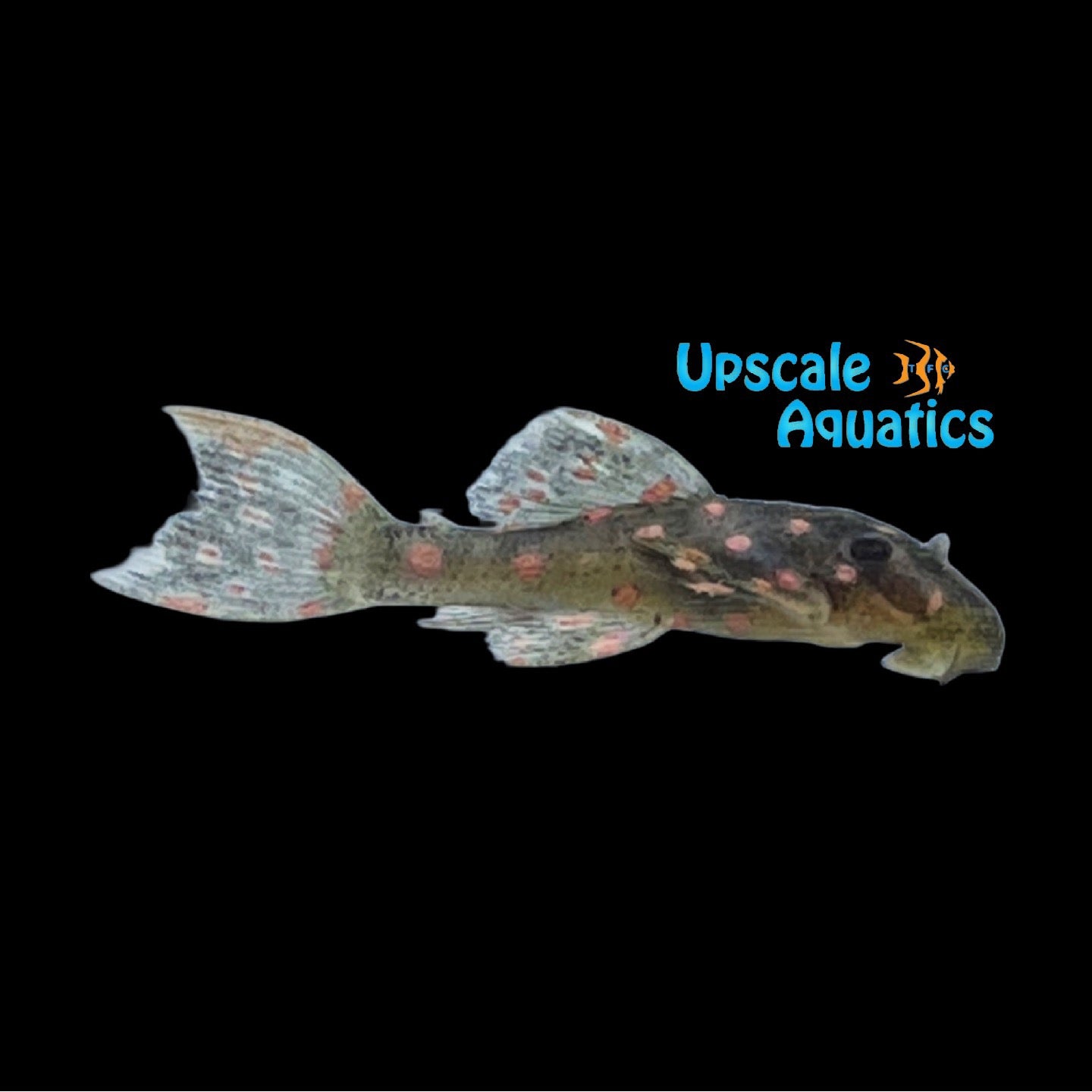 Typhoon Pleco LDA105 'Captive Bred' (Pseudacanthicus sp. LDA105 ...