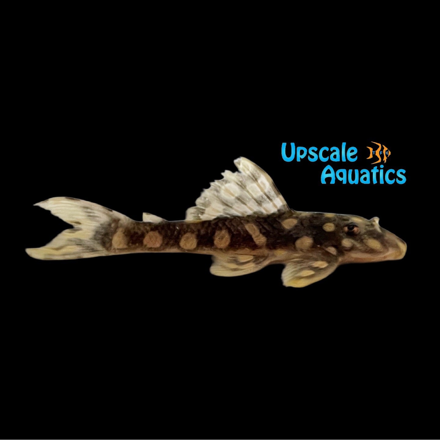 Opal Spot Pleco L082 (Scobinancistrus raoni) – Upscale Aquatics