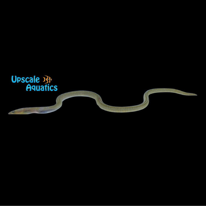 Glass Eel (Anguilla sp.) – Upscale Aquatics