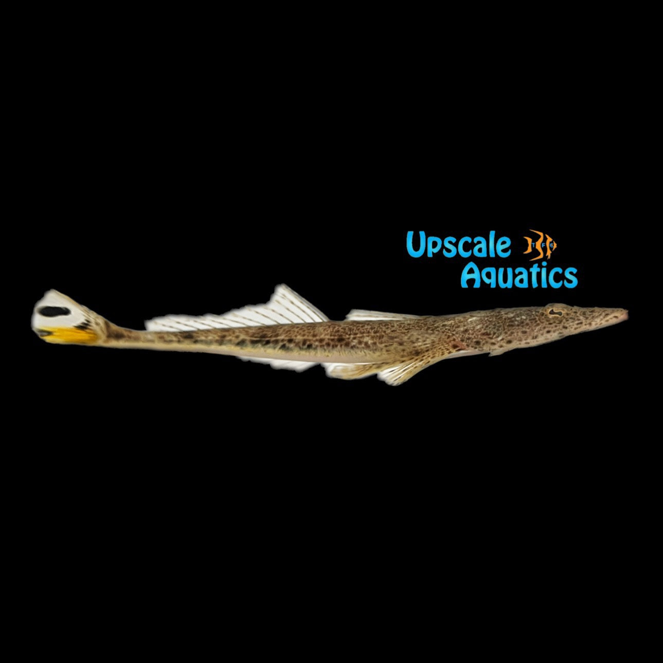 Bartail Flathead (Platycephalus indicus) – Upscale Aquatics