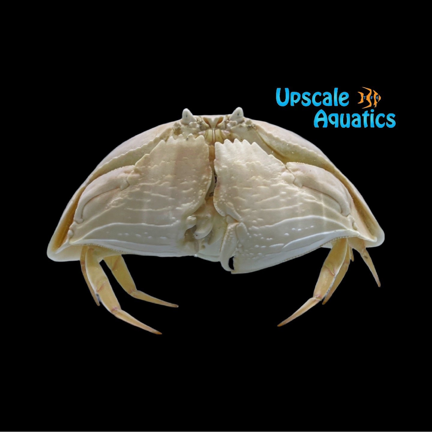 Smooth Box Crab (Calappa calappa) – Upscale Aquatics