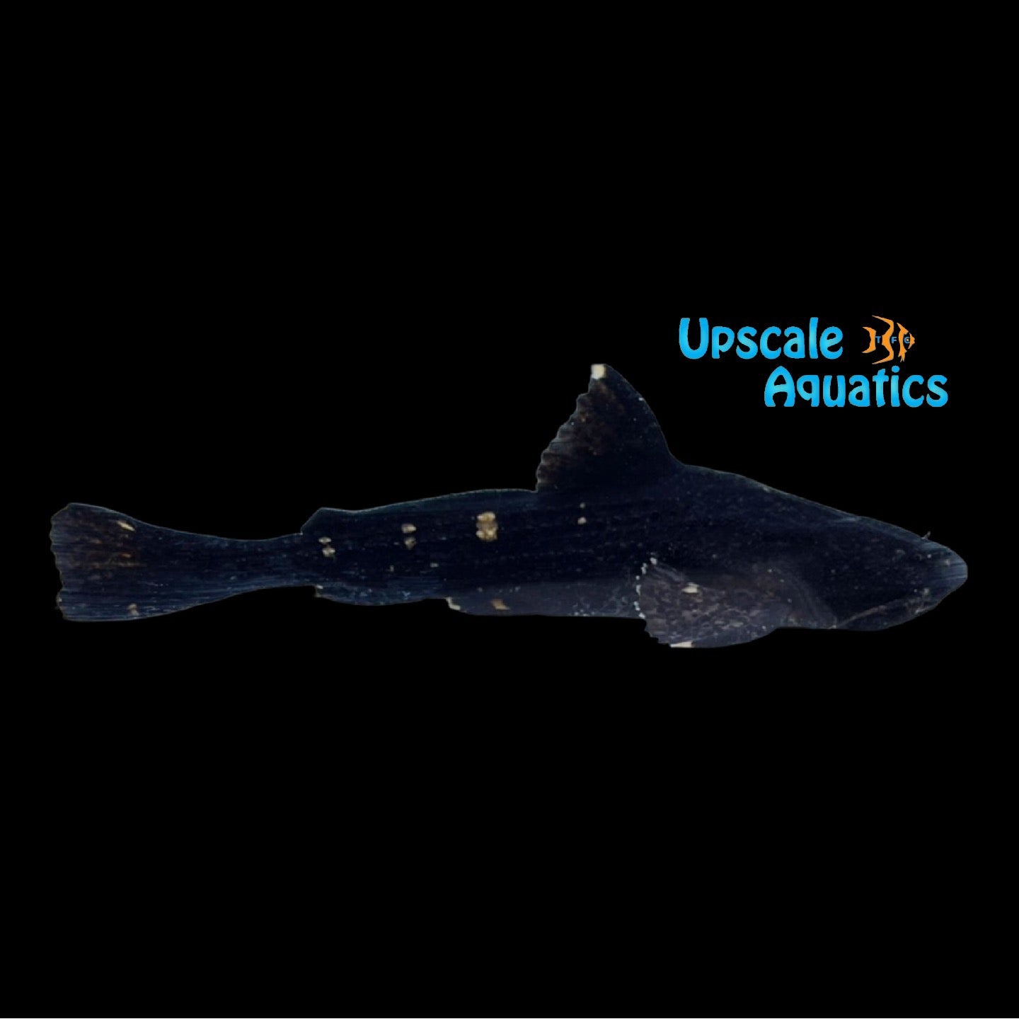 Roughskin Asian Banjo Catfish (Acrochordonichthys rugosus) – Upscale ...