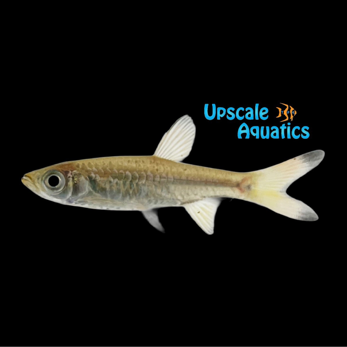 Greater Scissortail Rasbora (Rasbora caudimaculata) – Upscale Aquatics