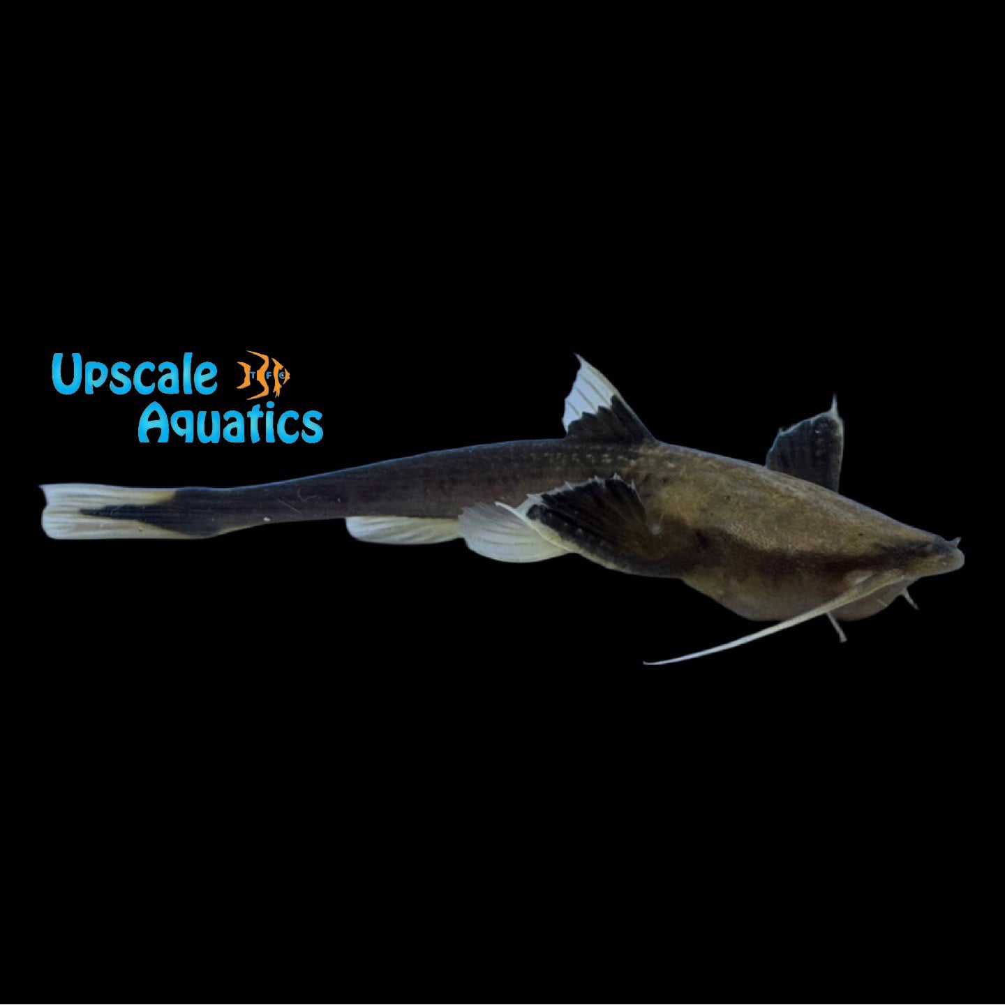 Shark Banjo Catfish (Xyliphius cf. lepturus) – Upscale Aquatics
