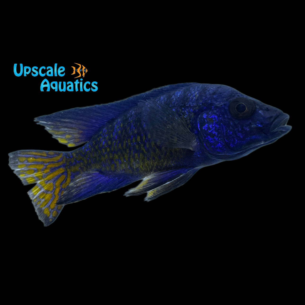 Ngara Flametail Peacock (Aulonocara stuartgranti 'Ngara') – Upscale ...