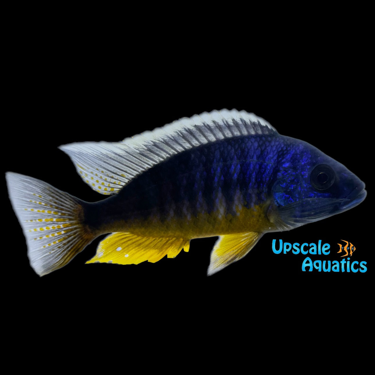 Insignus Cichlid (Protomelas spilonotus Tanzania) – Upscale Aquatics