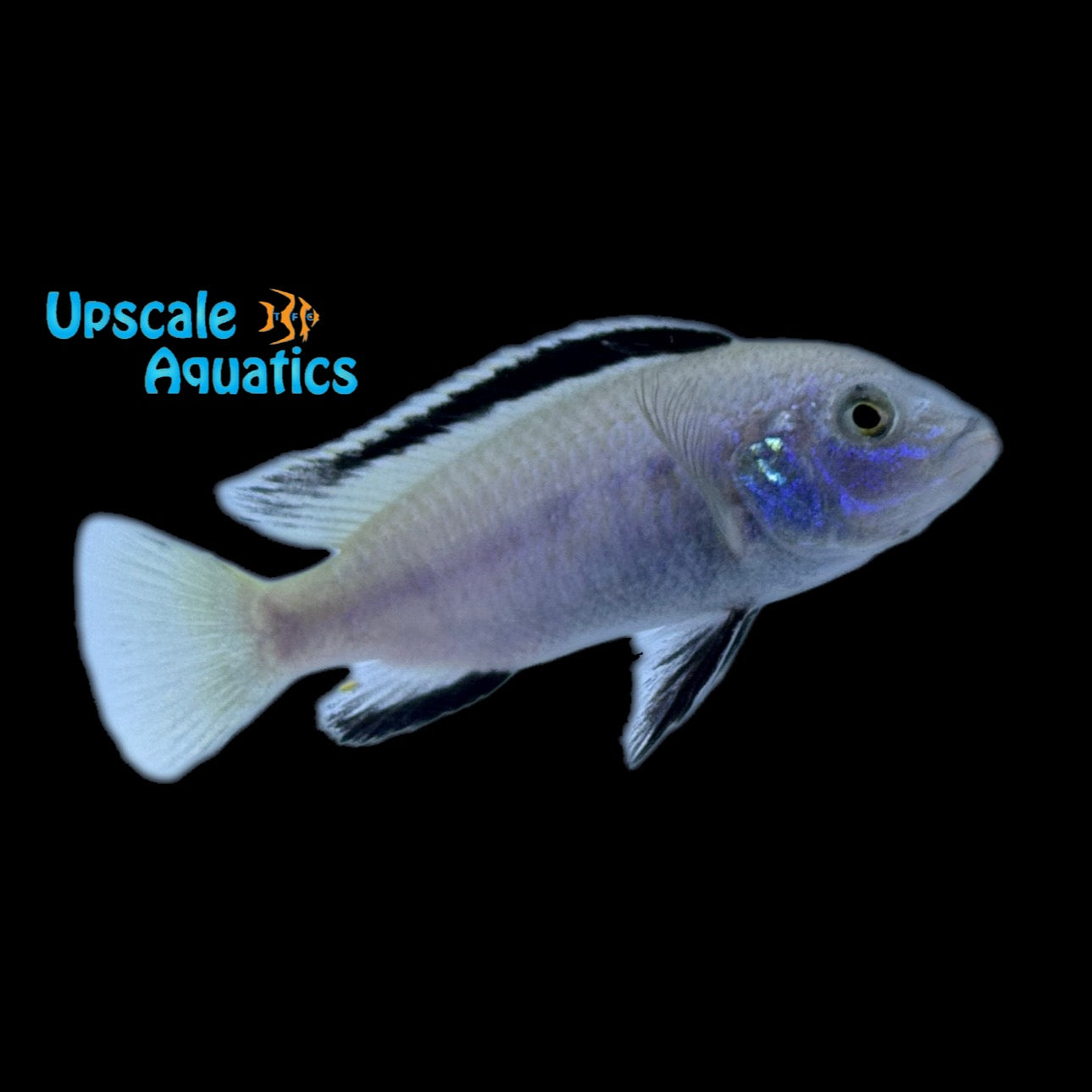White Lab Cichlid (Labidochromis caeruleus) – Upscale Aquatics