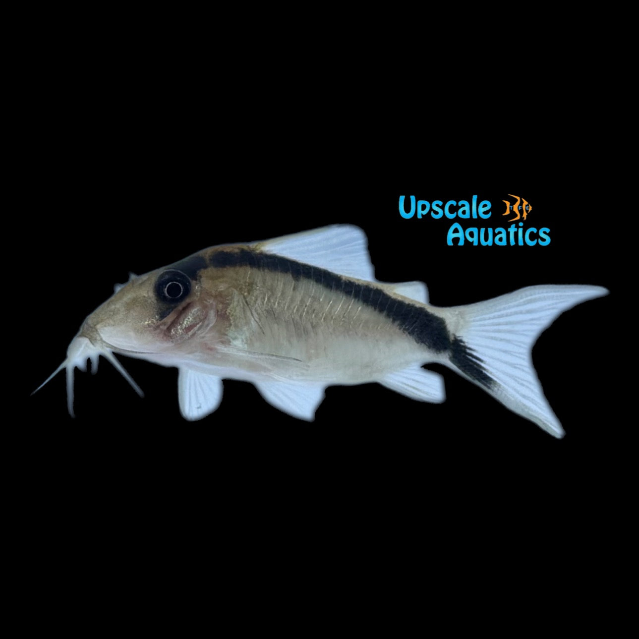 Super Skunk Cory (Corydoras bethanae) – Upscale Aquatics