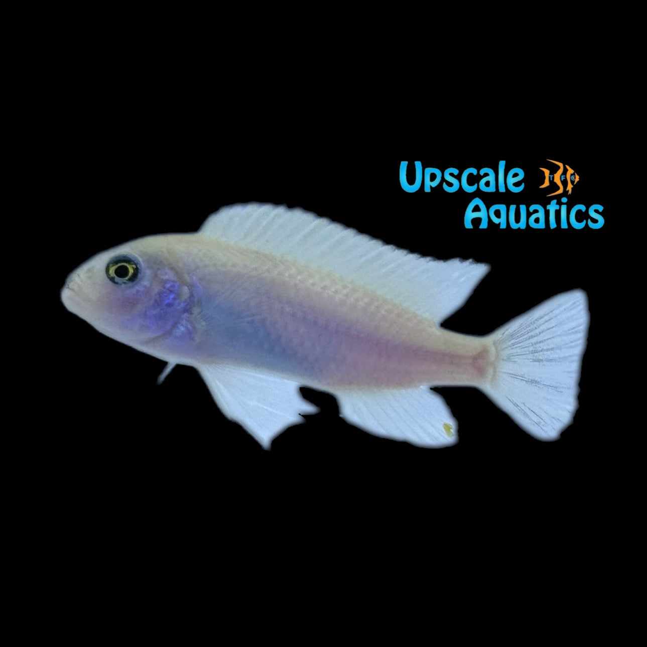 Pearl White Zebra Cichlid (Metriaclima callainos 'pearl') – Upscale ...