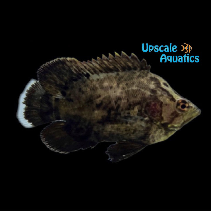 Tripletail Fish (Lobotes surinamensis) – Upscale Aquatics