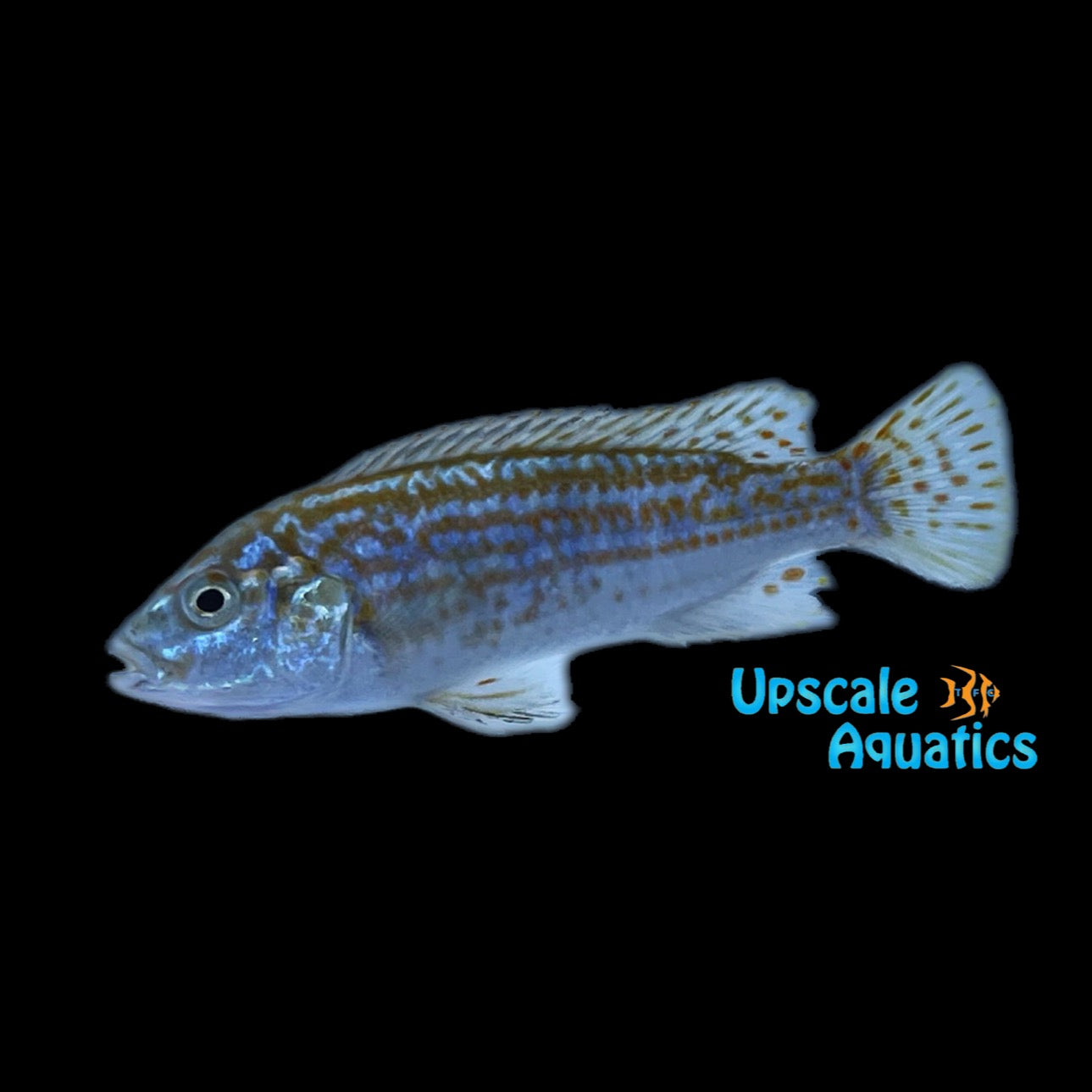 Exasperatus Cichlid (Labidochromis joanjohnsonae) – Upscale Aquatics