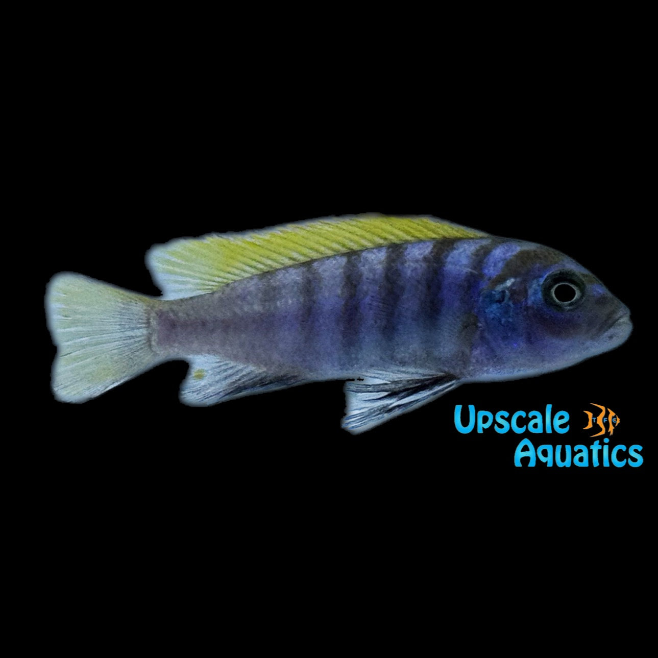Jalo Reef Afra Cichlid (Cynotilapia zebroides 'Jalo Reef') – Upscale ...