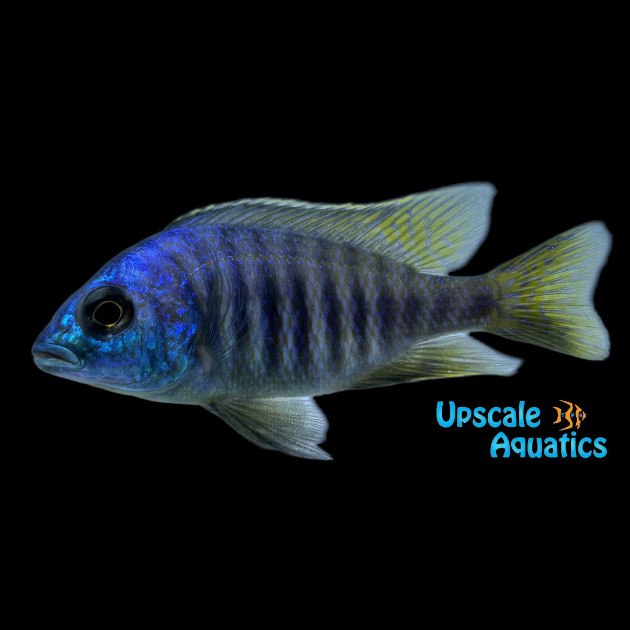 Jalo Reef Hap (Placidochromis sp. Jalo Reef) – Upscale Aquatics