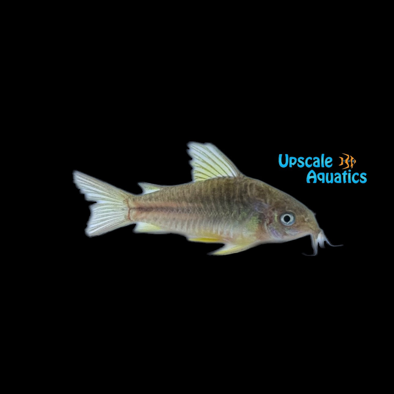 Yellow Cat Cory (Corydoras cw123) – Upscale Aquatics
