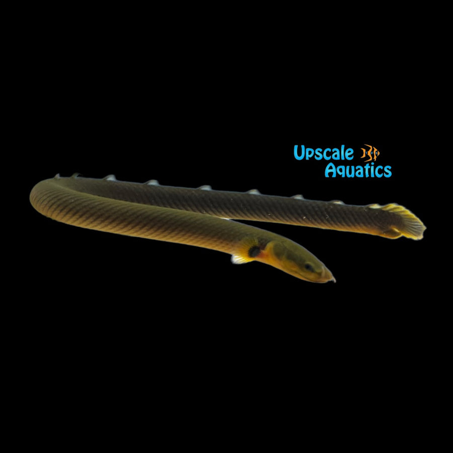 Polypterus / Bichirs – Upscale Aquatics