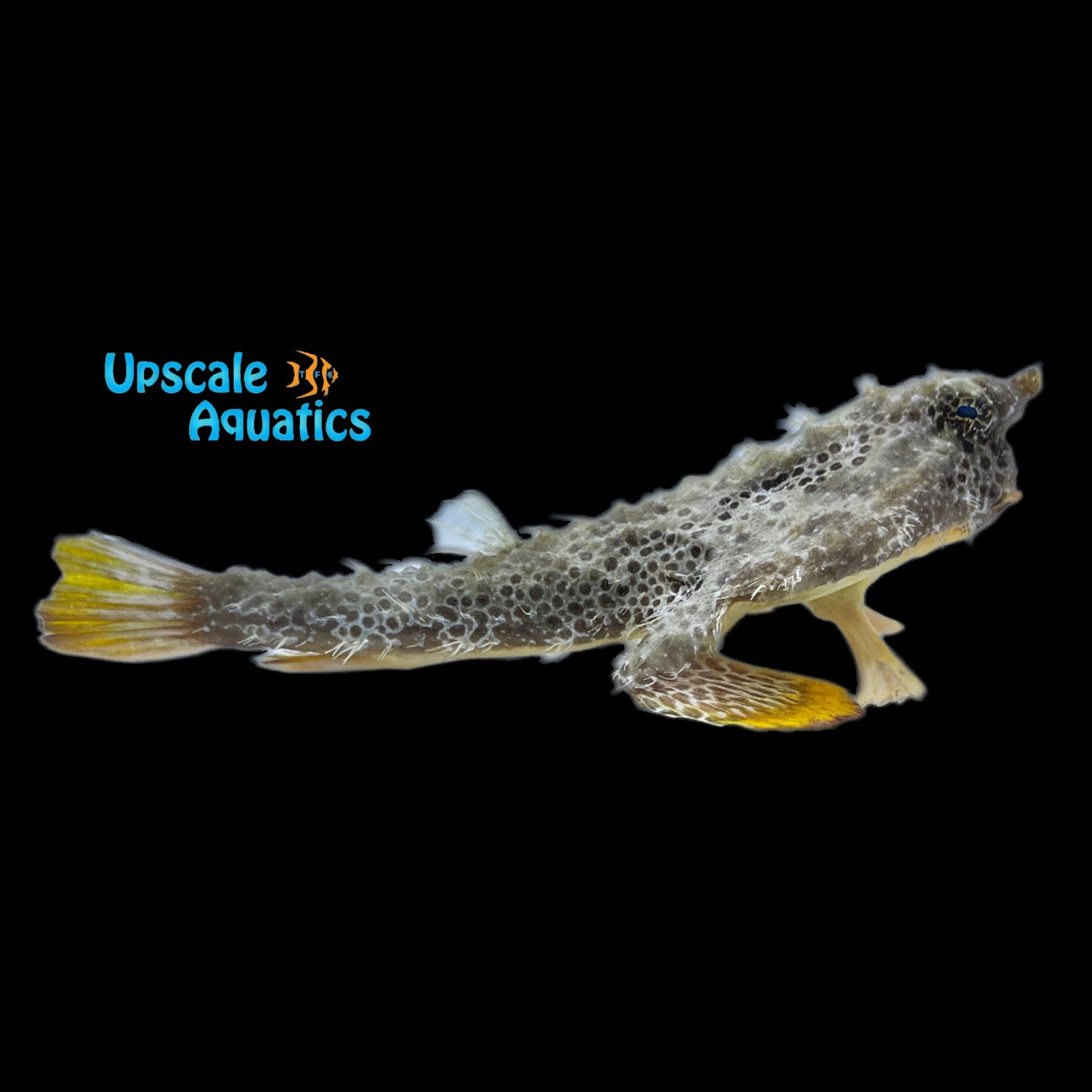 Walking Batfish (Ogcocephalus corniger) – Upscale Aquatics