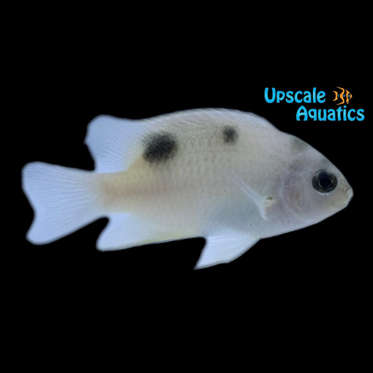 White Damsel (Dischistodus perspicillatus) – Upscale Aquatics