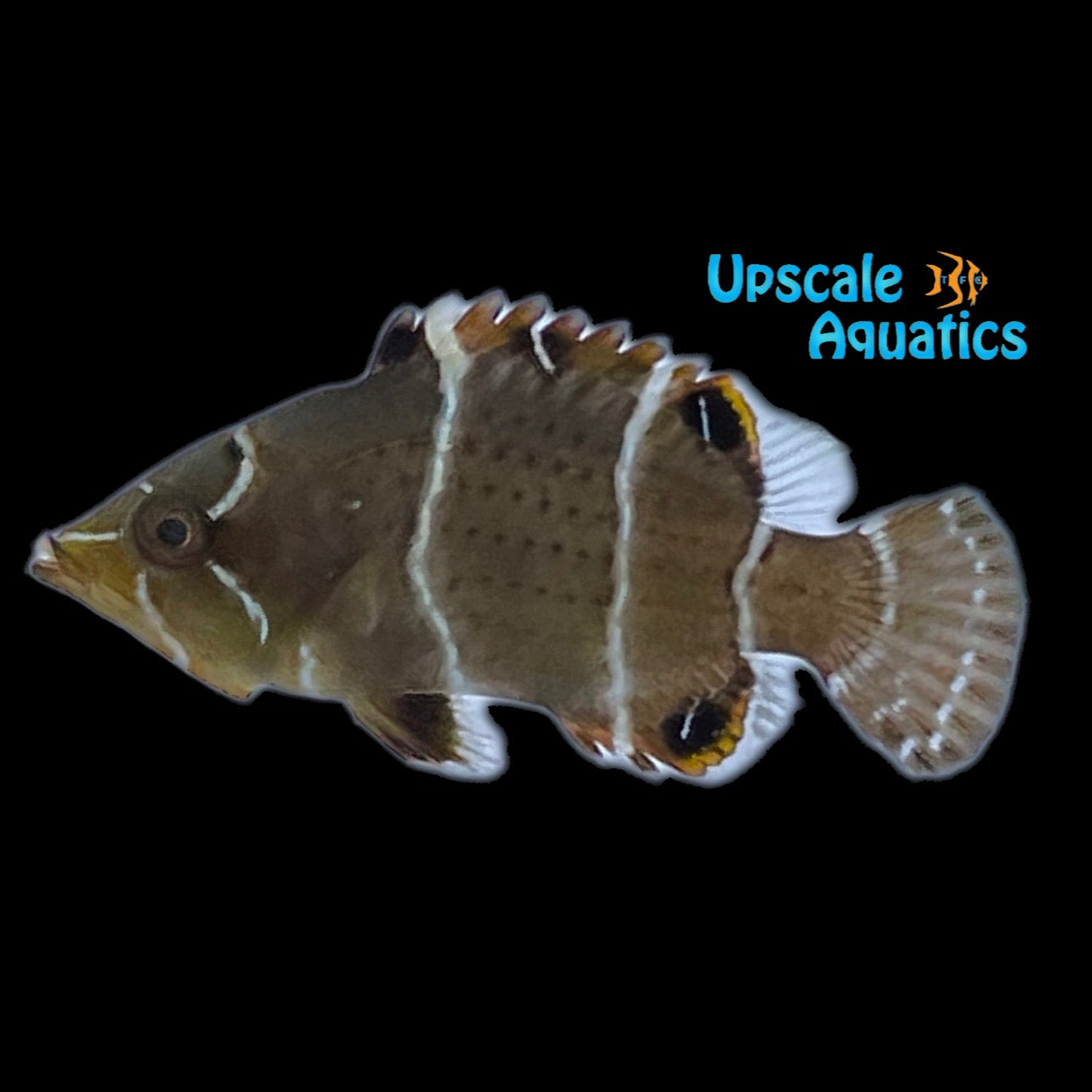 White Banded Possum Wrasse (Wetmorella albofasciata) – Upscale Aquatics