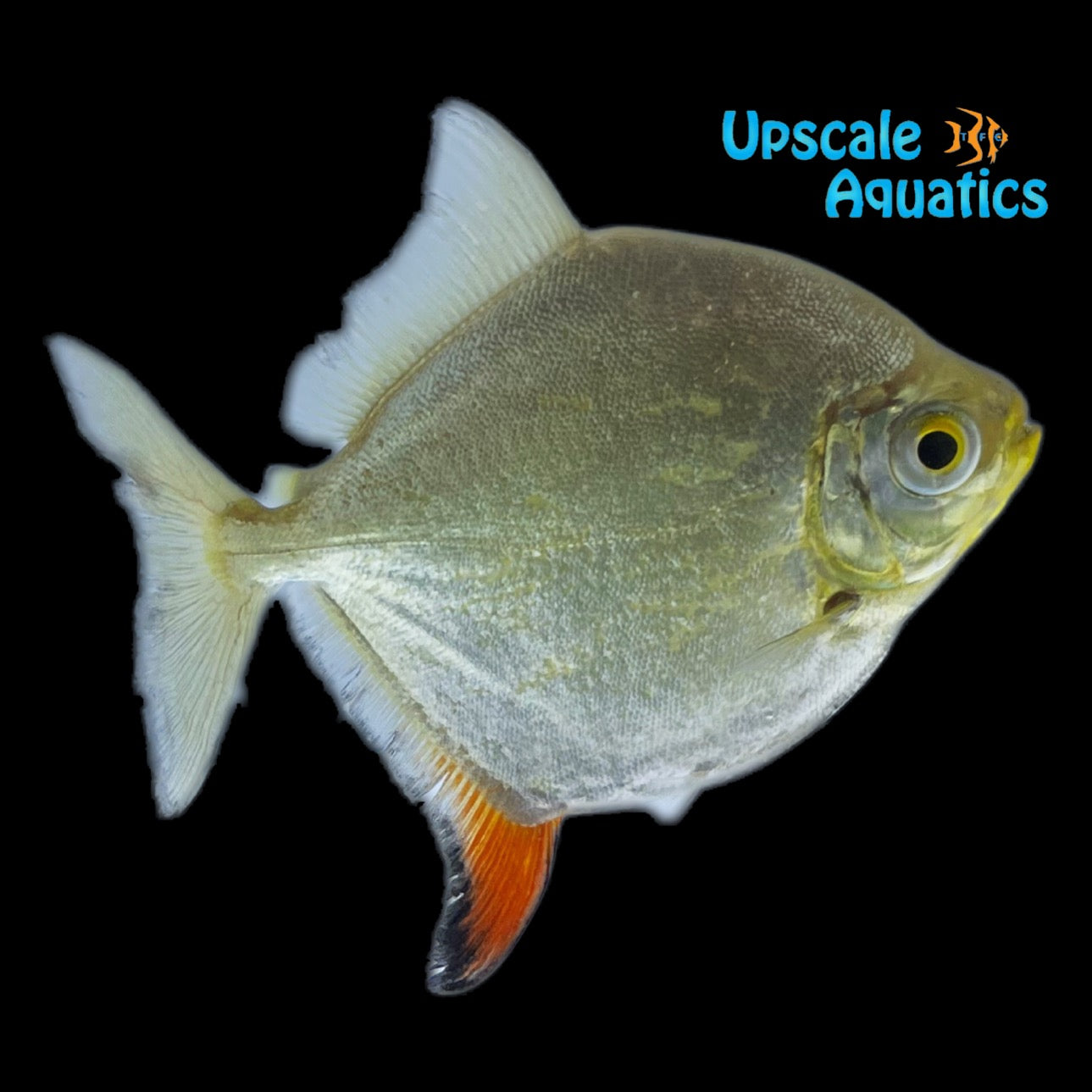 Red Hook (Myleus rubripinnis) – Upscale Aquatics
