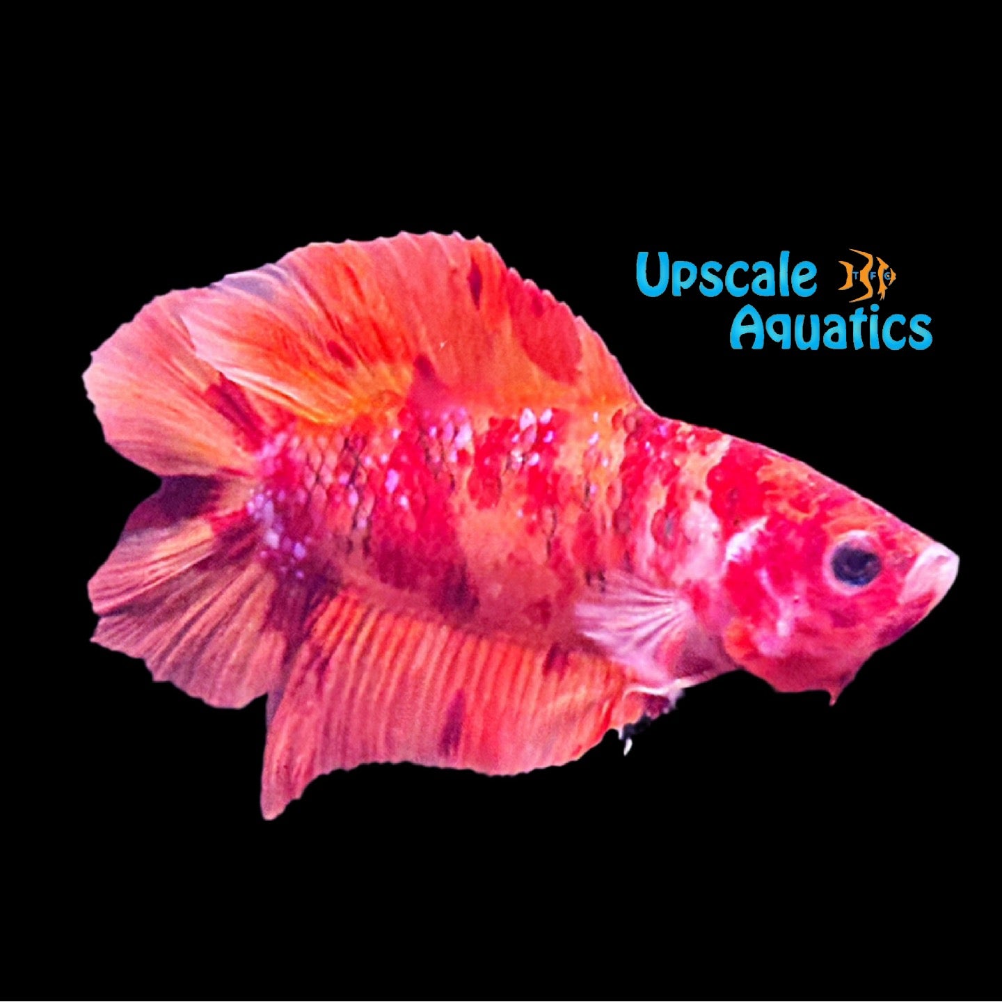 Candy Koi Twintail Betta - Female (Betta splendens) – Upscale Aquatics