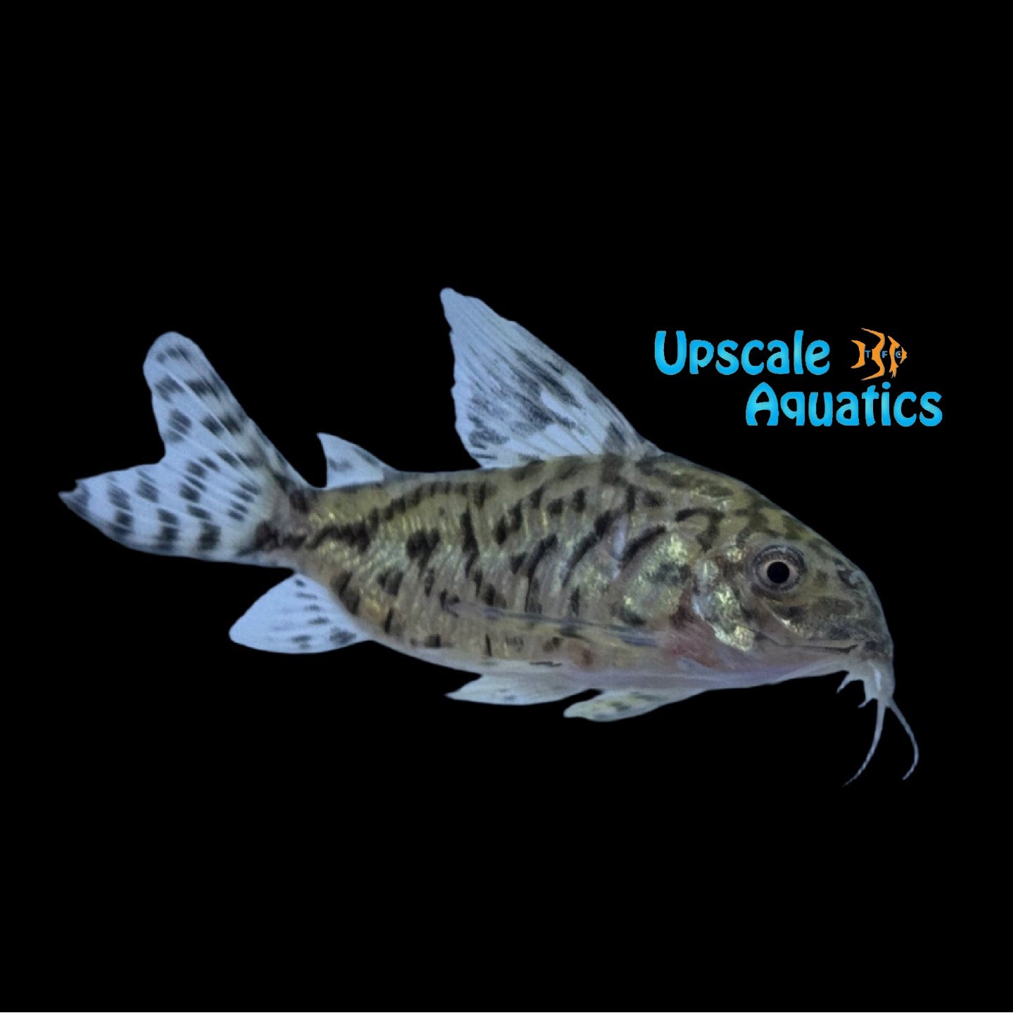 Reticulated Cory (Corydoras reticulatus) – Upscale Aquatics