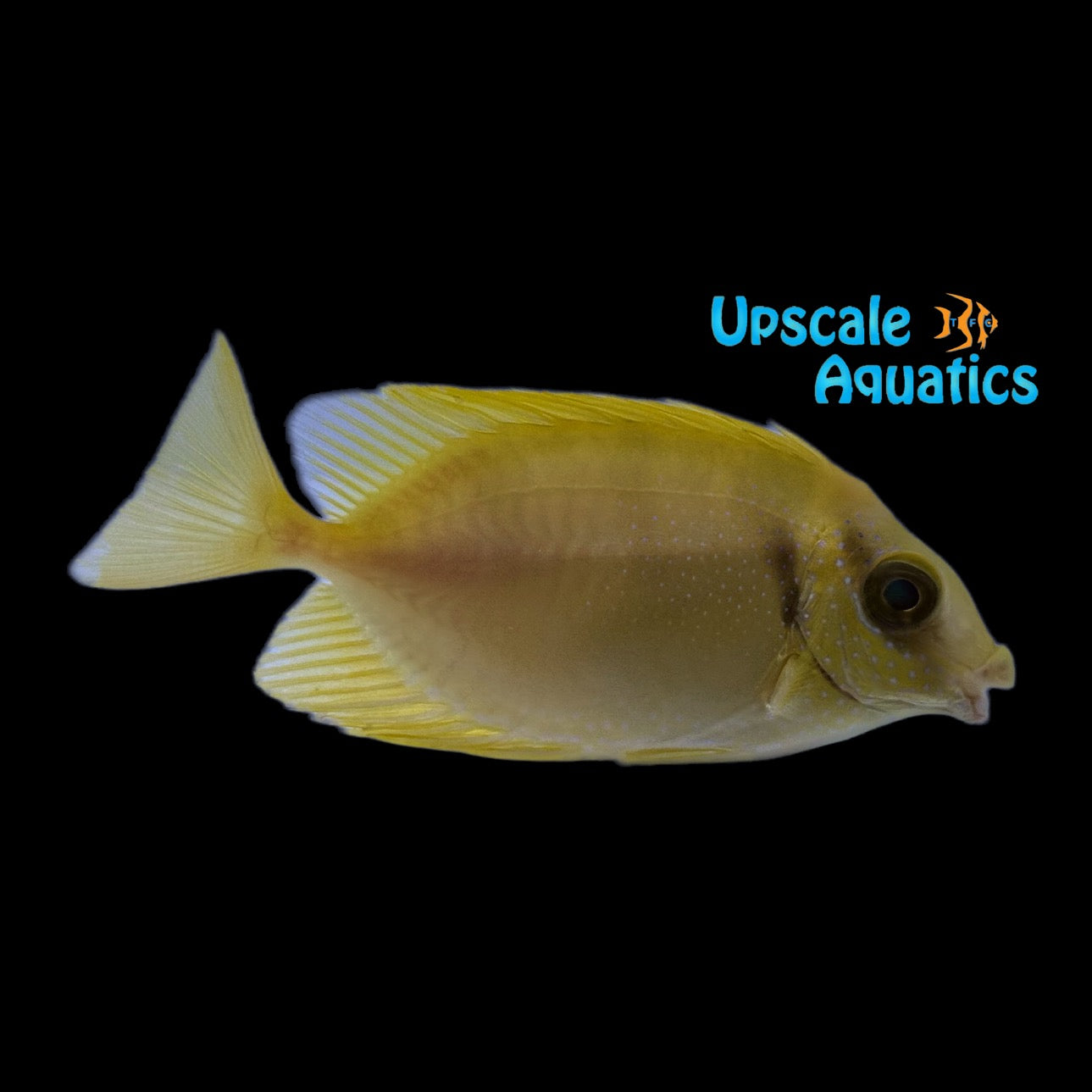 Three Blotched Rabbitfish (Siganus trispilos) – Upscale Aquatics