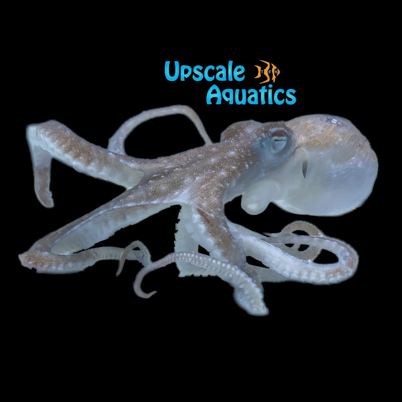 Starry Night Octopus (Callistoctopus luteus) – Upscale Aquatics