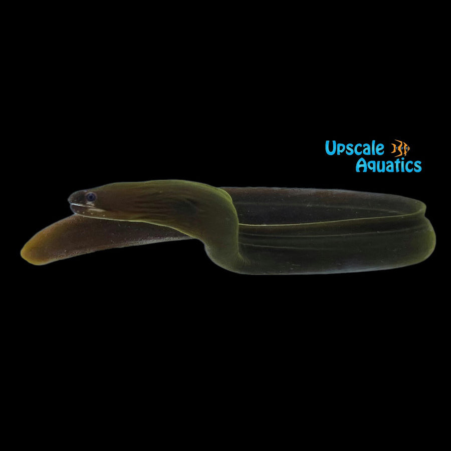 Freshwater Eels – Upscale Aquatics