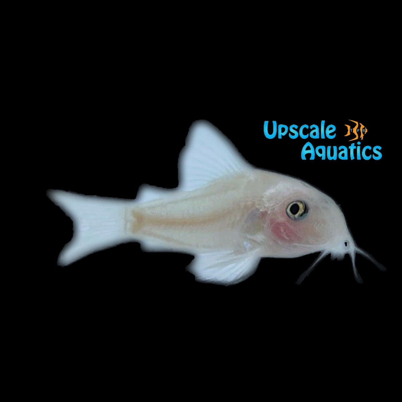 Snow White Panda Cory (Corydoras panda snow white) – Upscale Aquatics