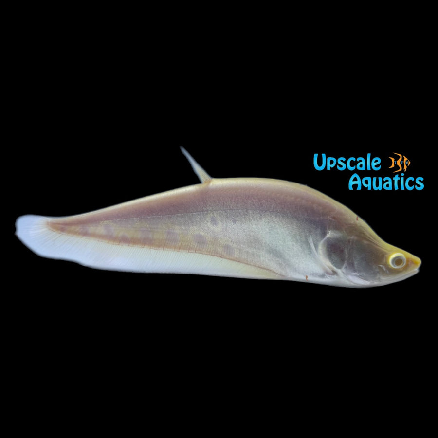Knifefish – Upscale Aquatics