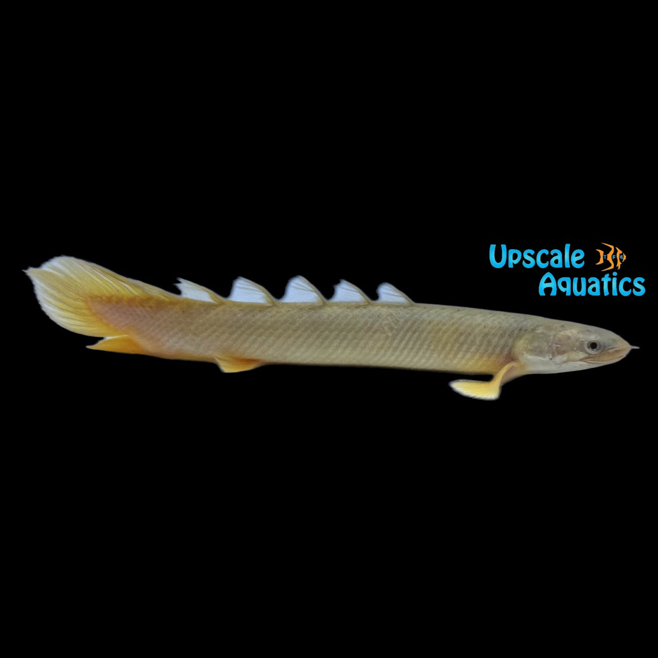 Marbled Senegal Bichir (Polypterus senegalus) – Upscale Aquatics