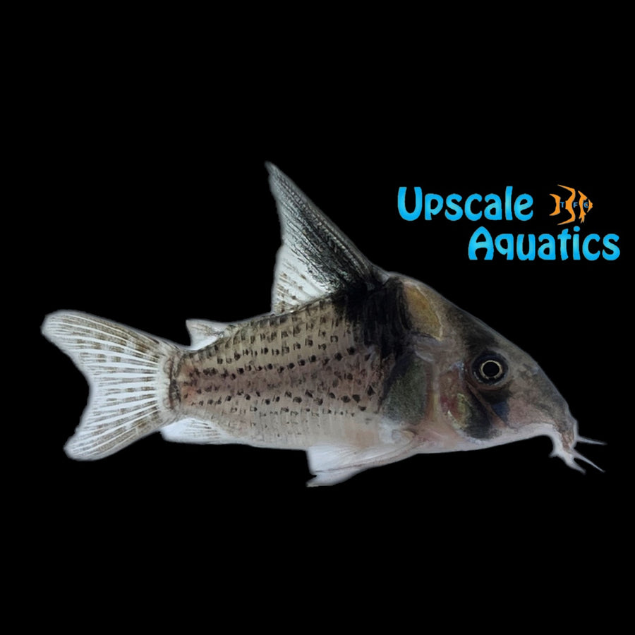 Catfish – Upscale Aquatics