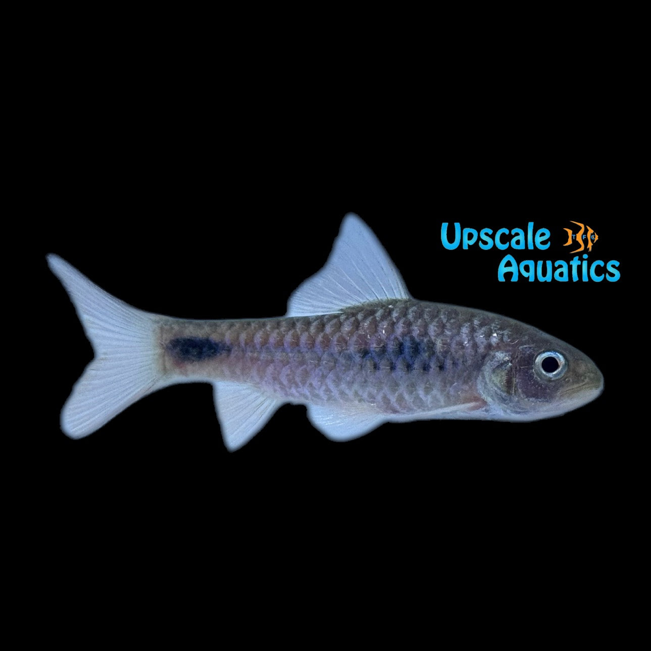 African Redfinned Barb (Enteromius camptacanthus) – Upscale Aquatics
