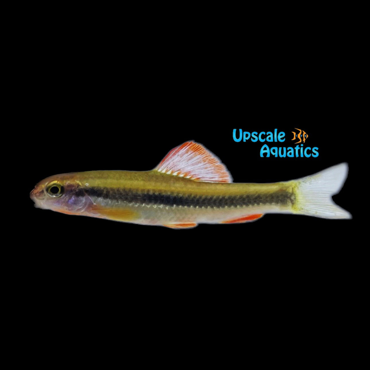Chinese Neon Golden Stripe Shark (Sarcocheilichthys parvus) – Upscale ...