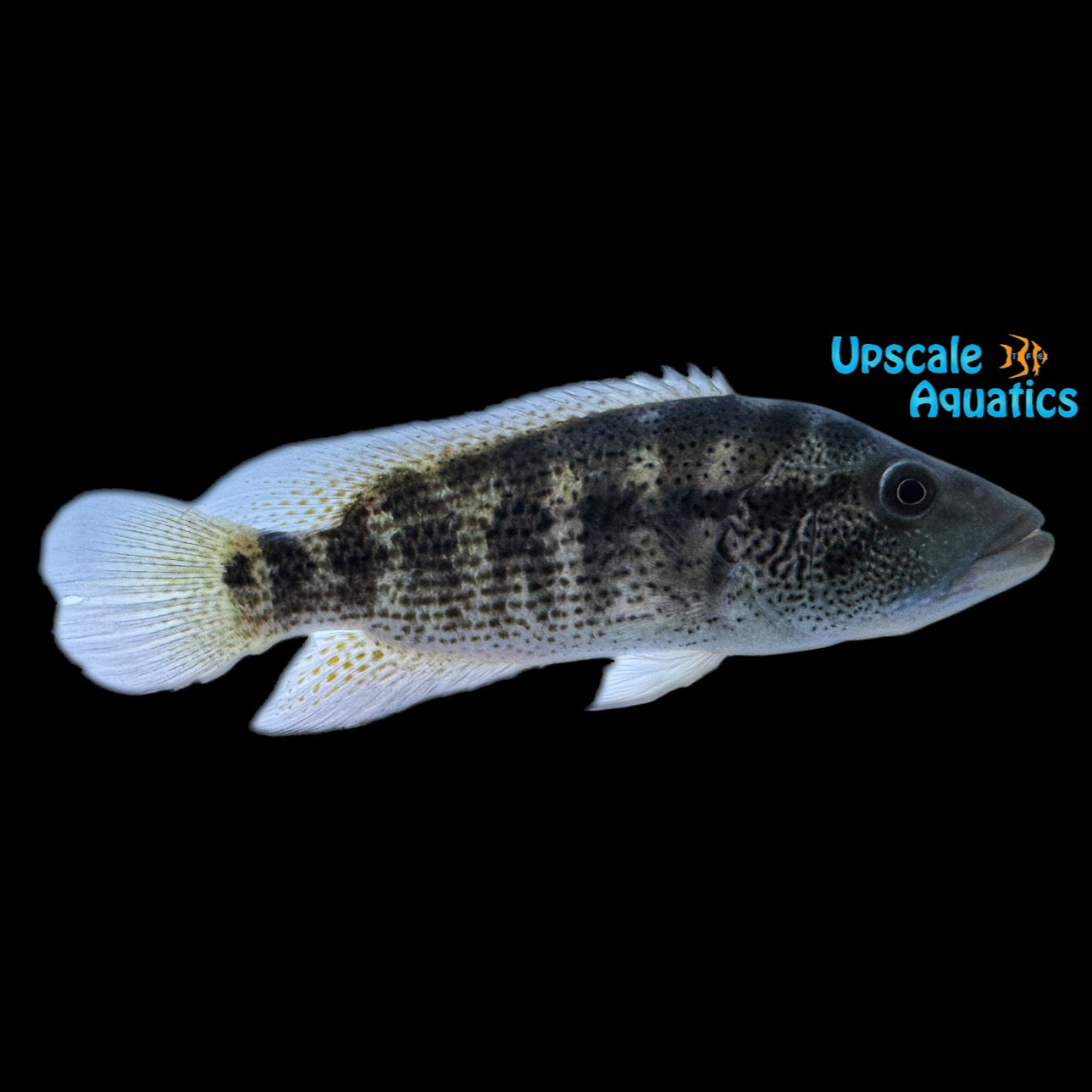 Dovii Cichlid (Parachromis dovii) – Upscale Aquatics