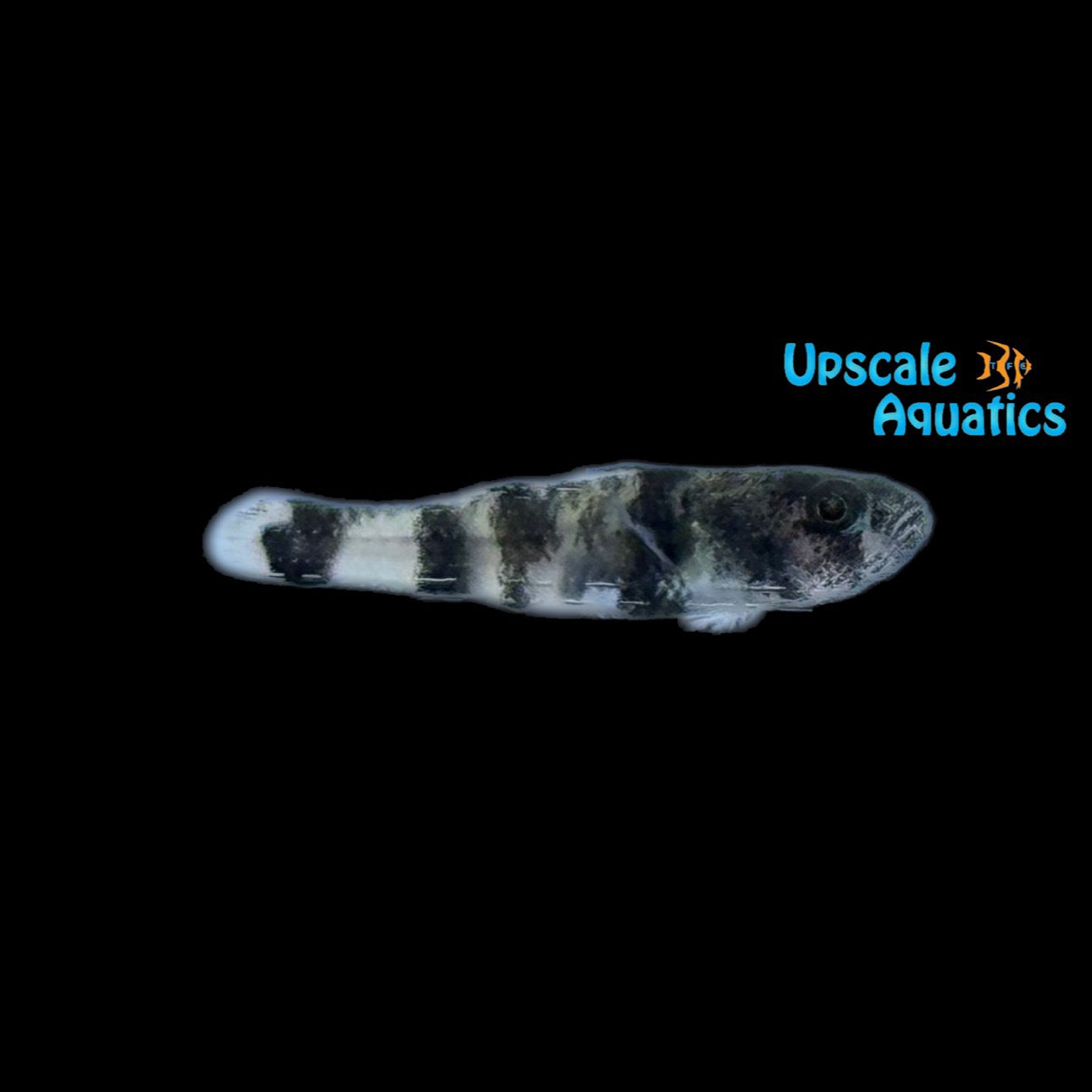 Gold Banded Bumblebee Goby (Brachygobius xanthomelas) – Upscale Aquatics