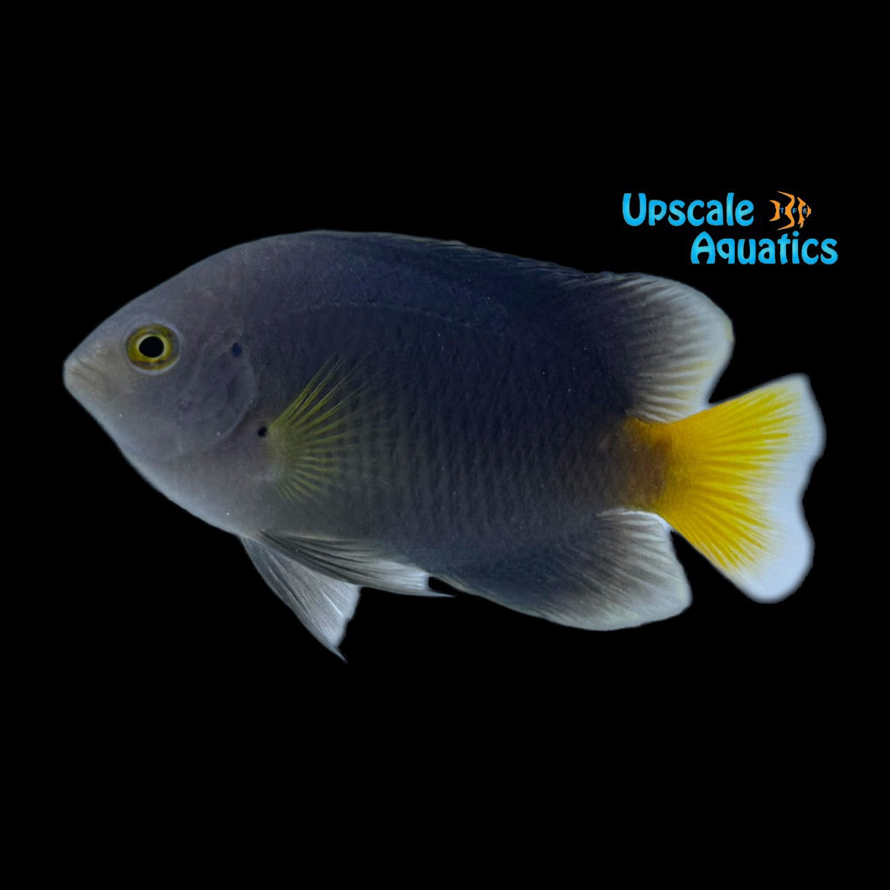 Imitator Damsel (Pomacentrus imitator) – Upscale Aquatics