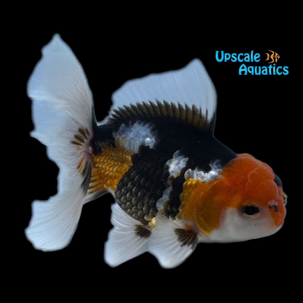 Tricolor Oranda Goldfish (Carassius auratus) – Upscale Aquatics