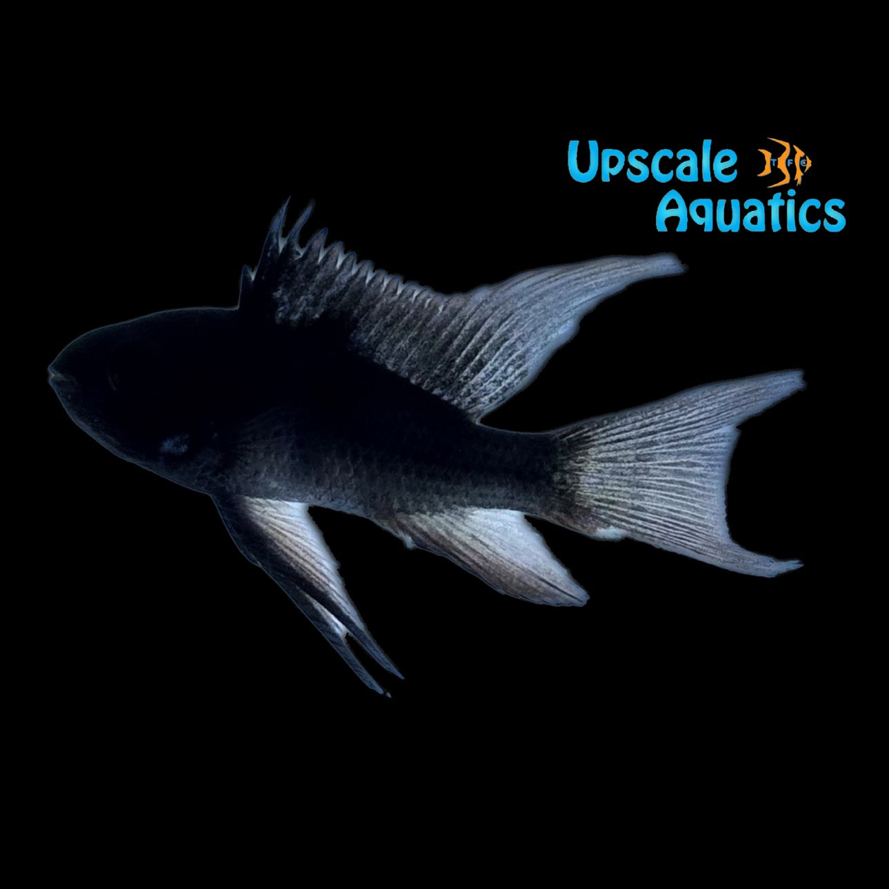 Longfin Black German Ram (Mikrogeophagus ramirezi 'German Black' longf ...