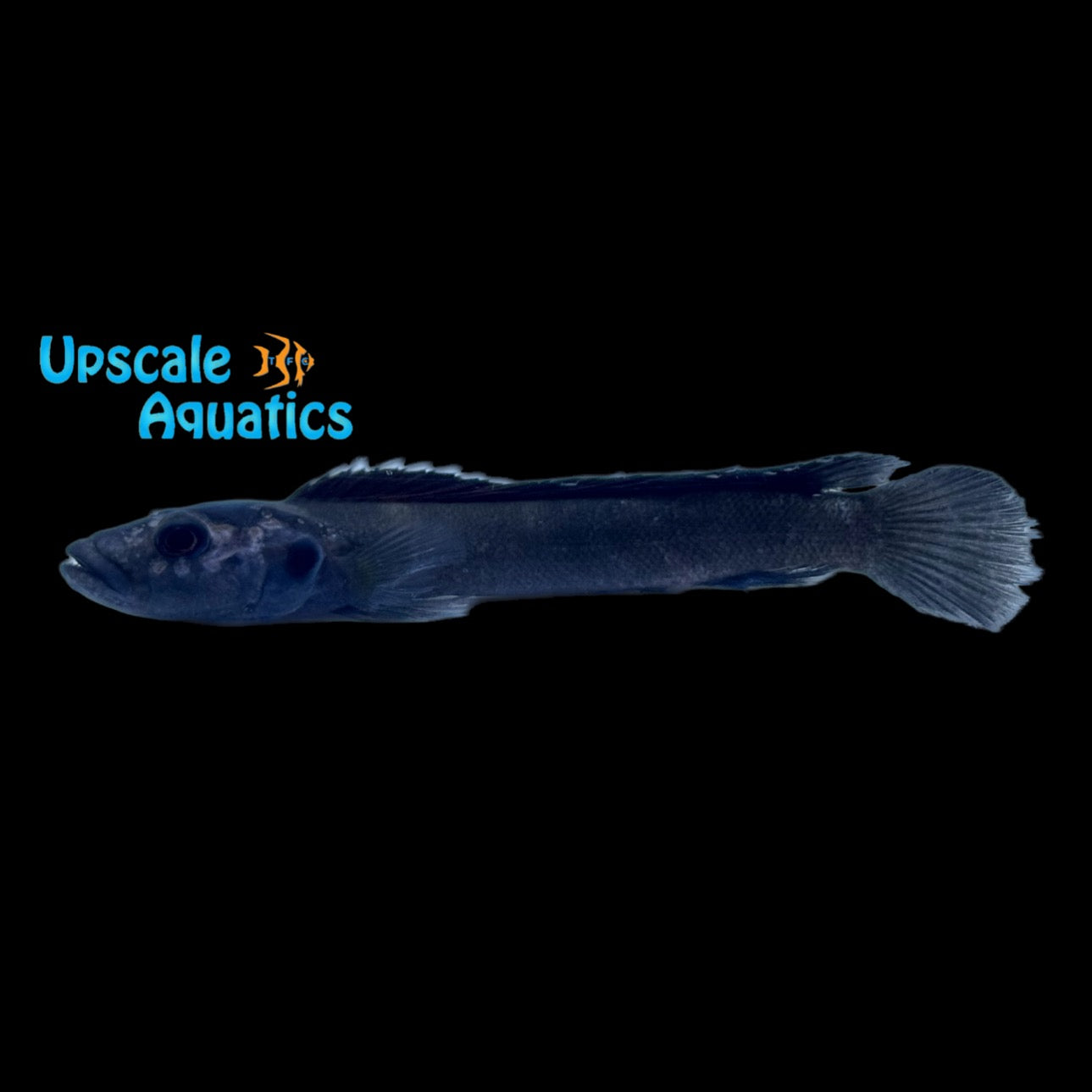 Teleogramma Brichardi – Upscale Aquatics