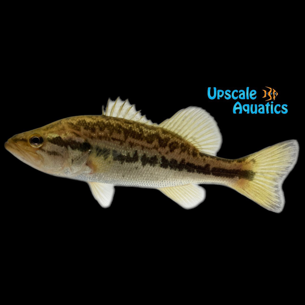 Largemouth Bass (Micropterus nigricans) – Upscale Aquatics