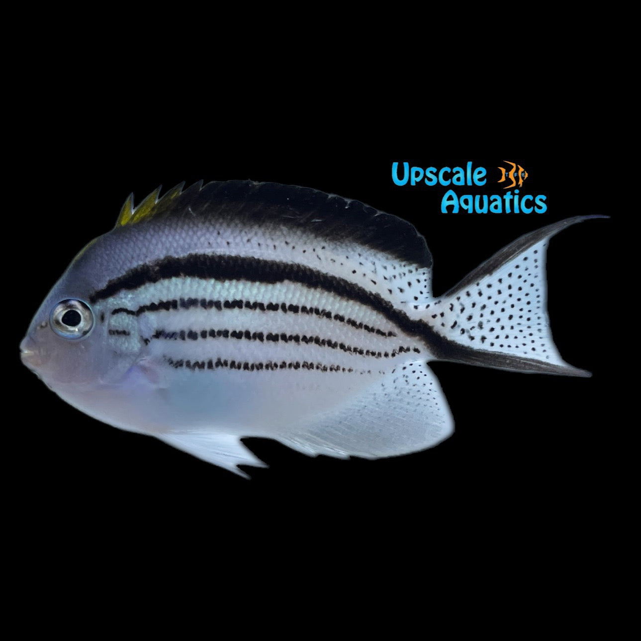 Lamarck's Angelfish (Genicanthus lamarck) – Upscale Aquatics