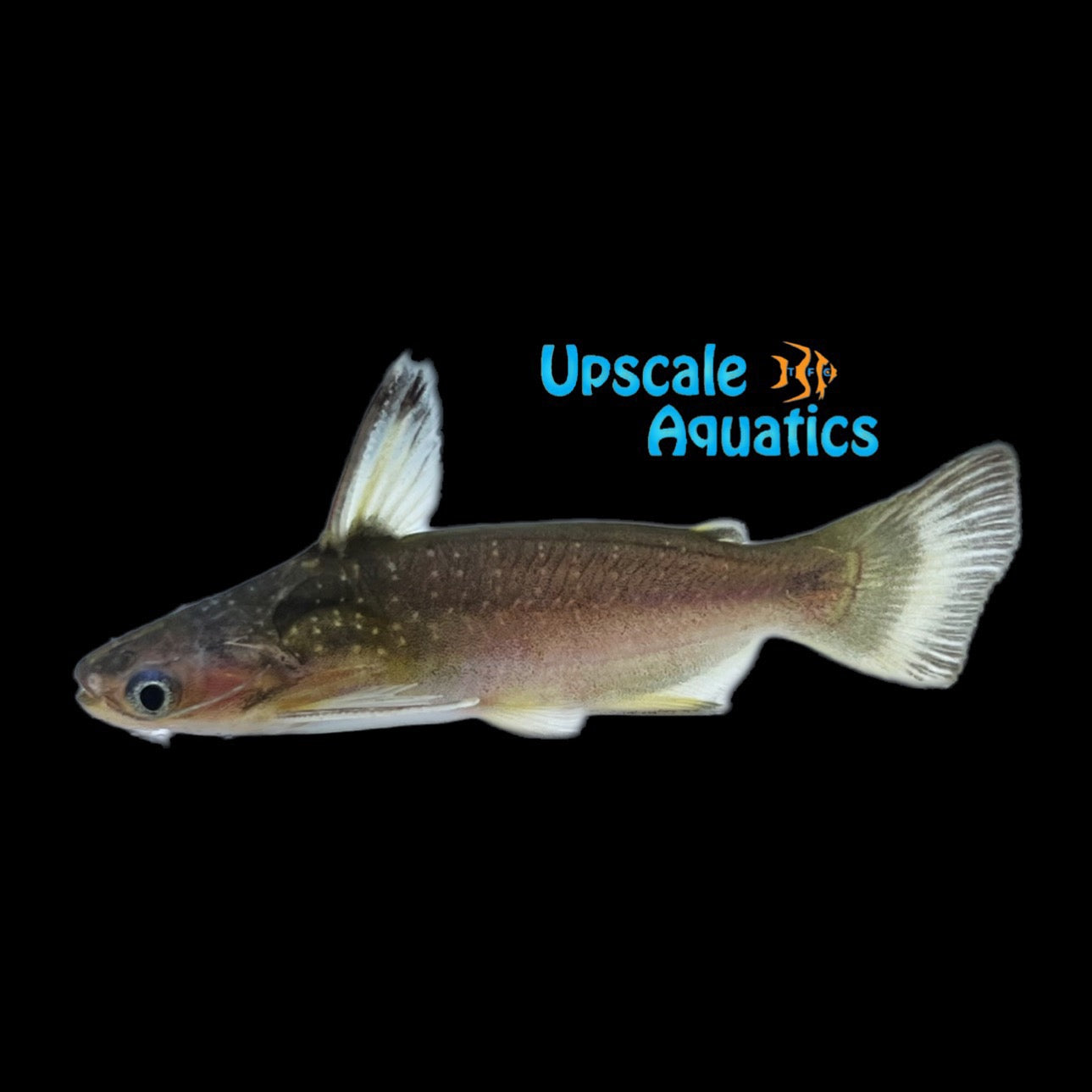 Zamora Cunchi Catfish (Auchenipterichthys coracoideus) – Upscale Aquatics