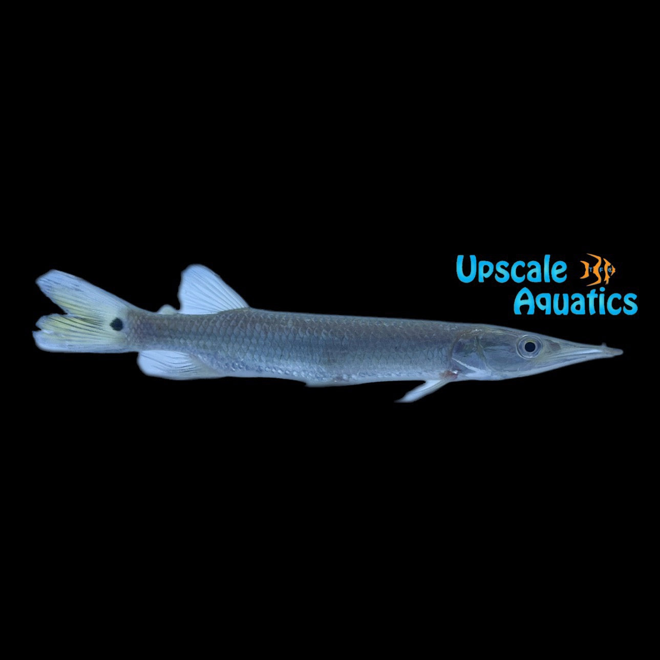Rocket Gar (Ctenolucius hujeta) – Upscale Aquatics