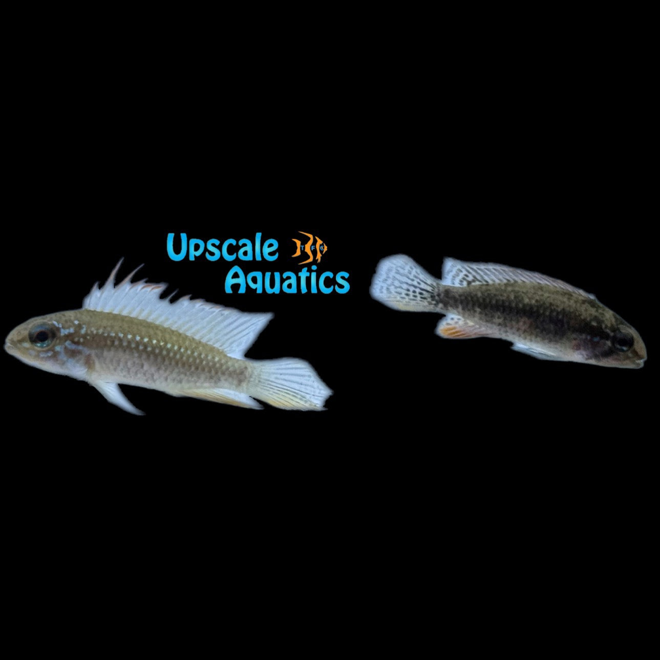 Apisto. Elizabethae (Apistogramma elizabethae) – Upscale Aquatics