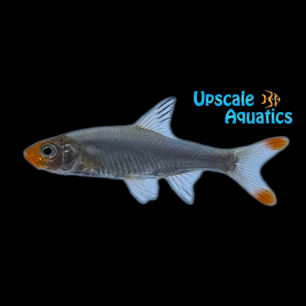 Asian Rummynose Rasbora (Sawbwa resplendens) – Upscale Aquatics