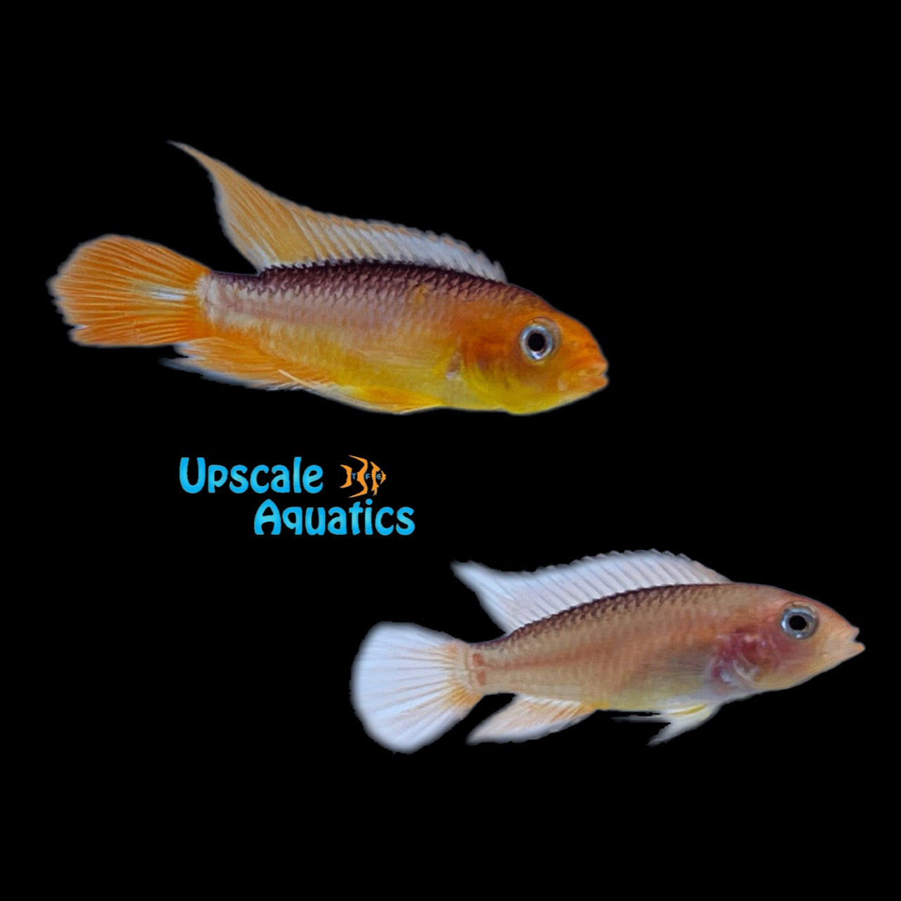 Fire Red Apisto. Agassizi (Apistogramma agassizi fire red) – Upscale ...