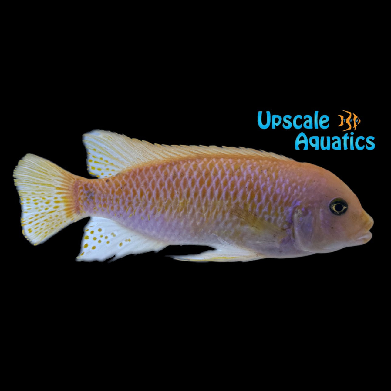 Sunburst Orange Elongatus Cichlid (Pseudotropheus elongates orange sun ...