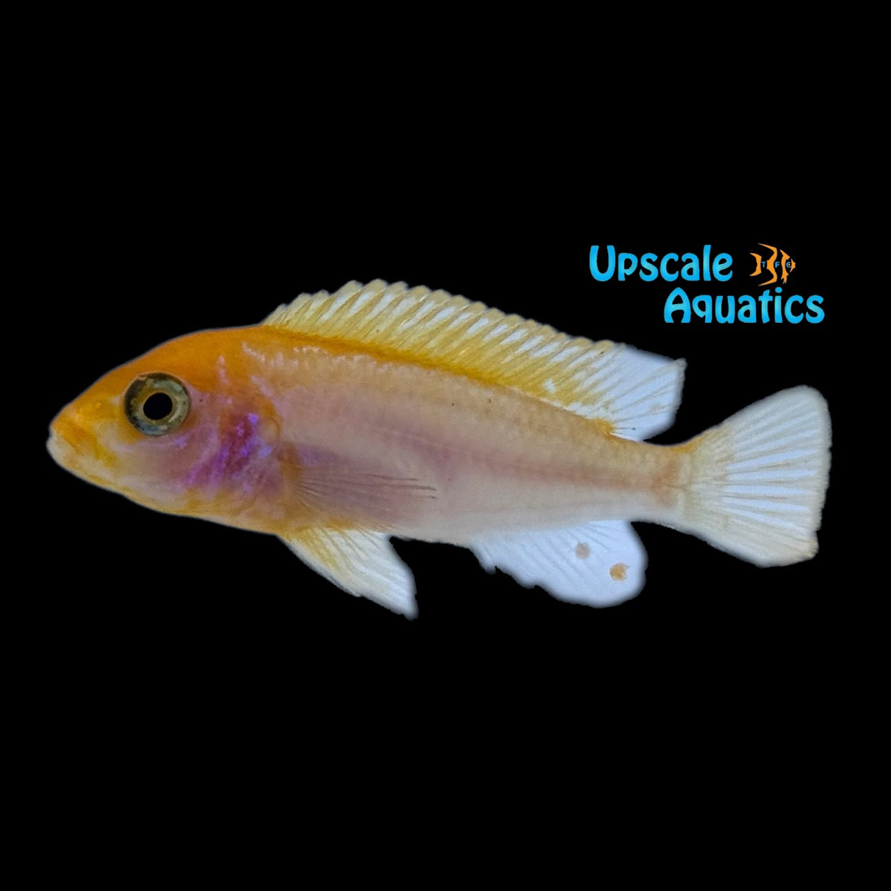 Red Sunflower Hongi Cichlid (Labidochromis sp. hongi sunflower ...