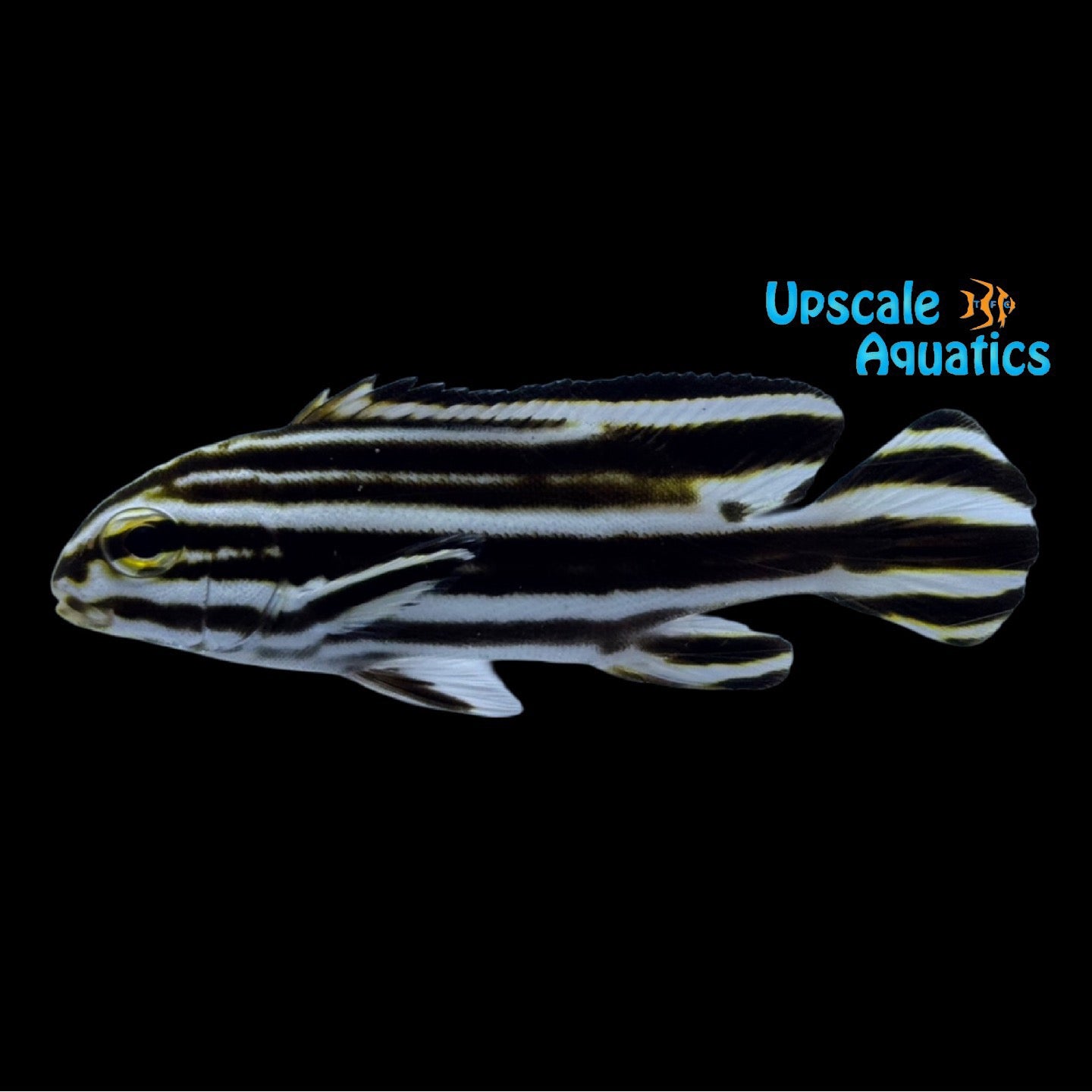 Lesson's Striped Sweetlips (Plectorhinchus lessonii) – Upscale Aquatics